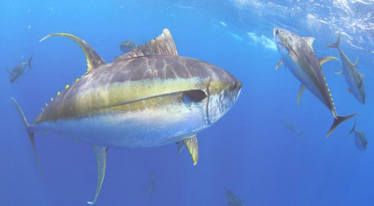 The History of Tuna - FCP Live-In